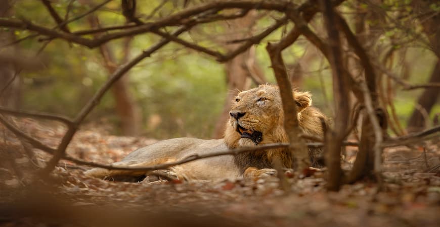 Gir - Tourist Places To See | Best Time to Visit - Sterling