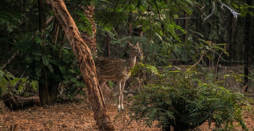 Vellore - Places To See | Best Time to Visit - Sterling Resorts