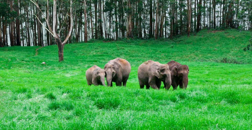 Munnar Kerala - Places To Visit | Best Time to See - Sterling Resorts